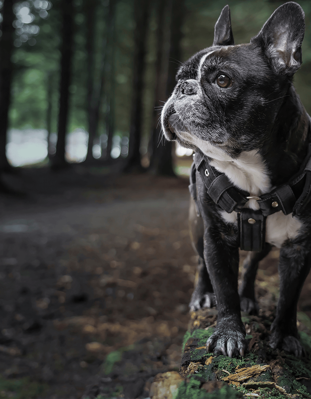 Premium Dog Apparel and More | DogLooksGood©